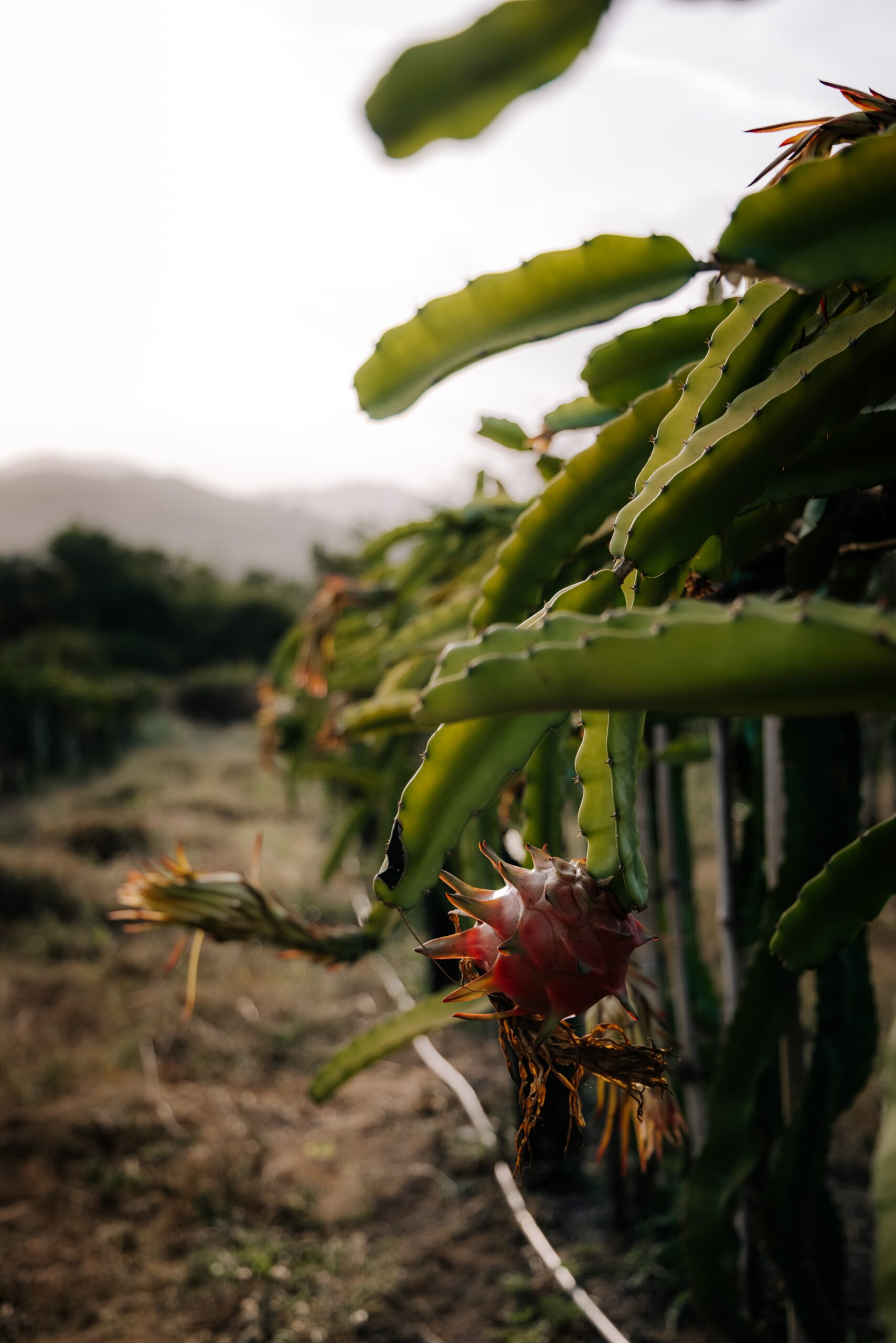 Unveiling the Wonders of the Dragon Fruit Plant - microkilo